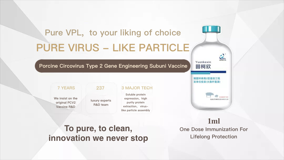 Is Vaccination for swine only safe enough？ - pulike